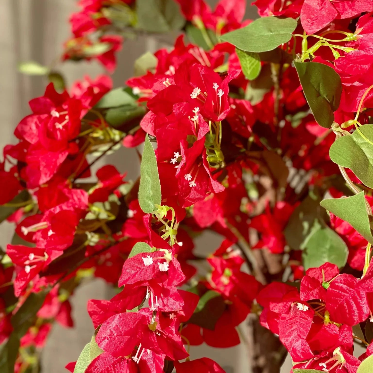 PLANTS – Wayanadan Touch Garden