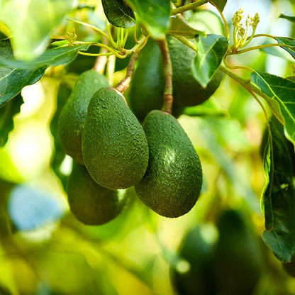 FRUITS PLANTS – Wayanadan Touch Garden