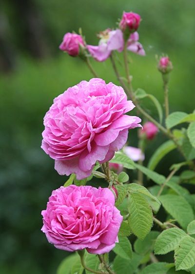 Wayanadan Touch Garden - The Garden of your dreams.