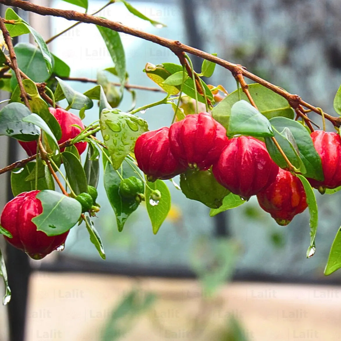Surinam Cherry Air layering Fruit plant – Wayanadan Touch Garden