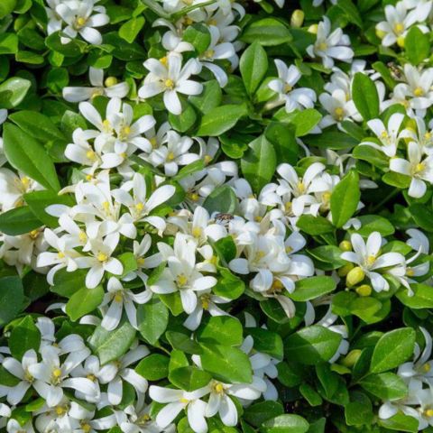 Maramulla (Murraya paniculata) Fragrant Flowering plant ...