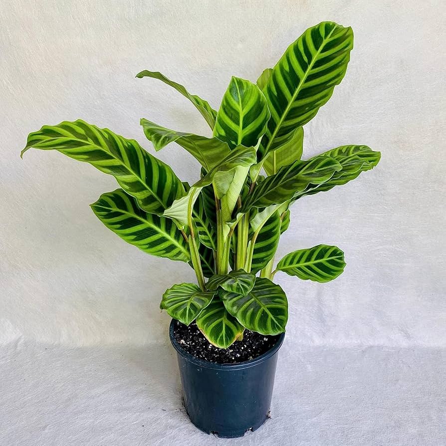 Calathea Zebra – Wayanadantouch Garden