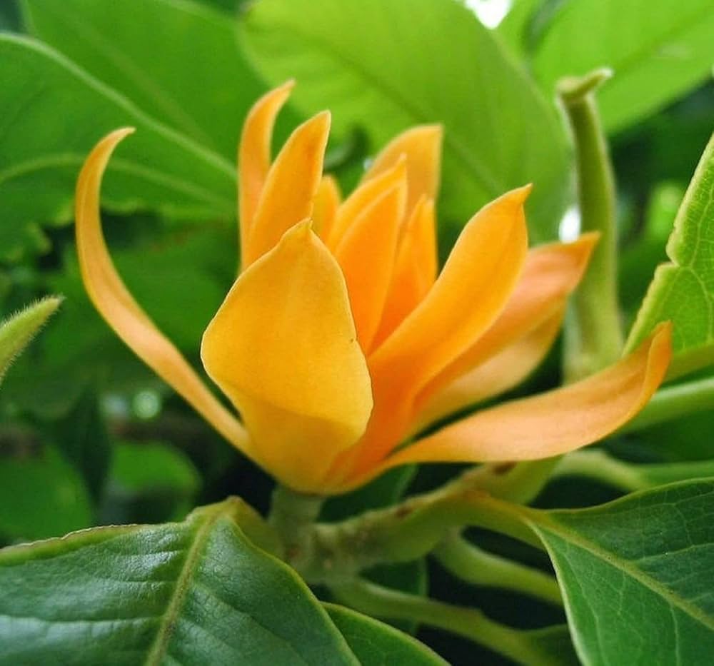 Chembakam- Magnolia champaca- Champak Yellow – Wayanadan Touch Garden