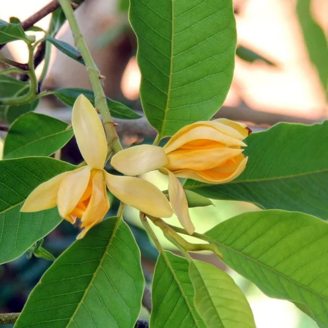 Chembakam- Magnolia champaca- Champak – Wayanadan Touch Garden
