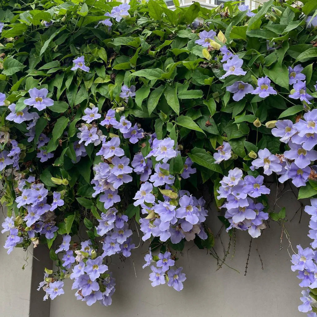 Clock Vine Blue – Wayanadan Touch Garden