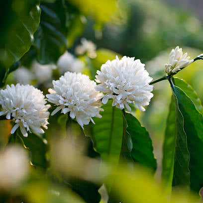Coffee Plant – Wayanadan Touch Garden