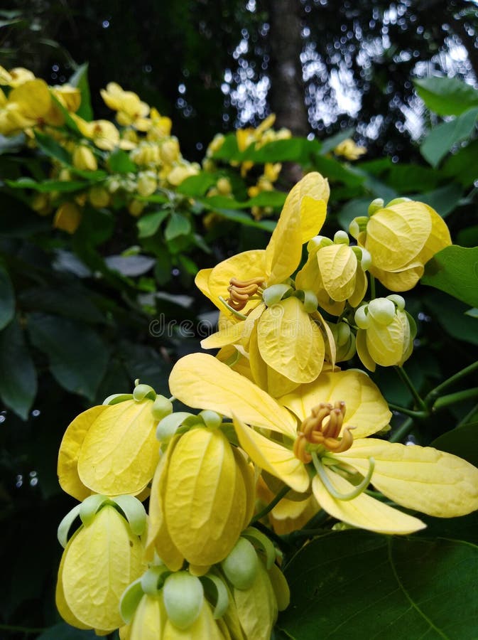 Canadian Konna – Wayanadan Touch Garden
