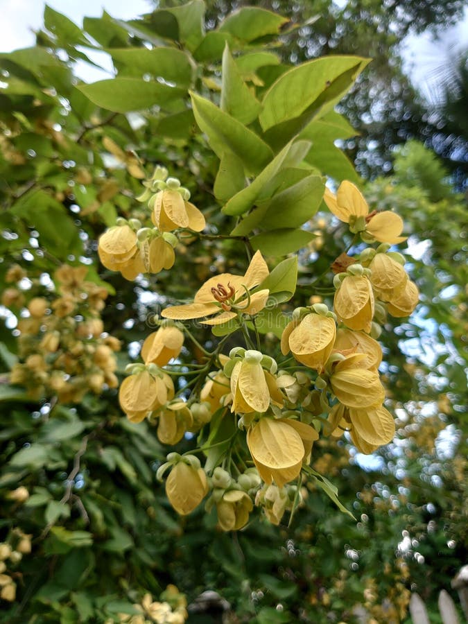 Canadian Konna – Wayanadan Touch Garden