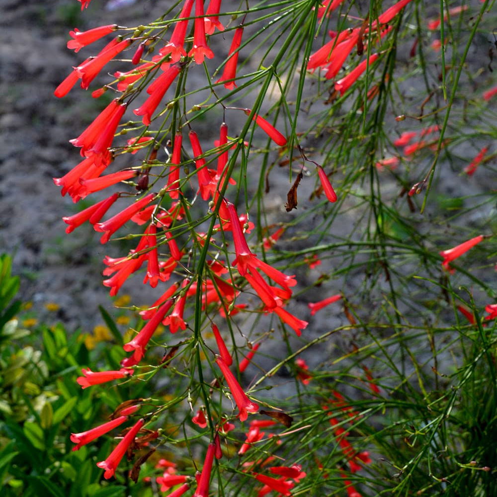 Fire Cracker Plant Red – Wayanadan Touch Garden