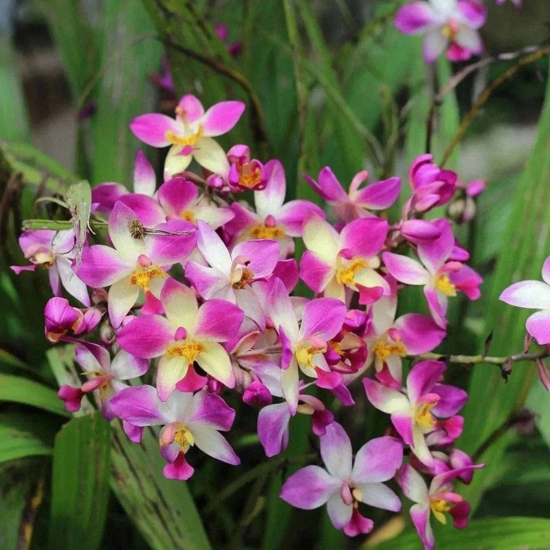 Ground Orchid Violet Yellow Mix – Wayanadan Touch Garden