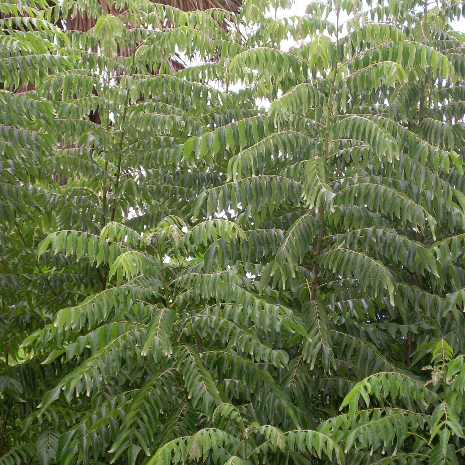 Curry Leaf Plant(Kariveppila) – Wayanadan Touch Garden