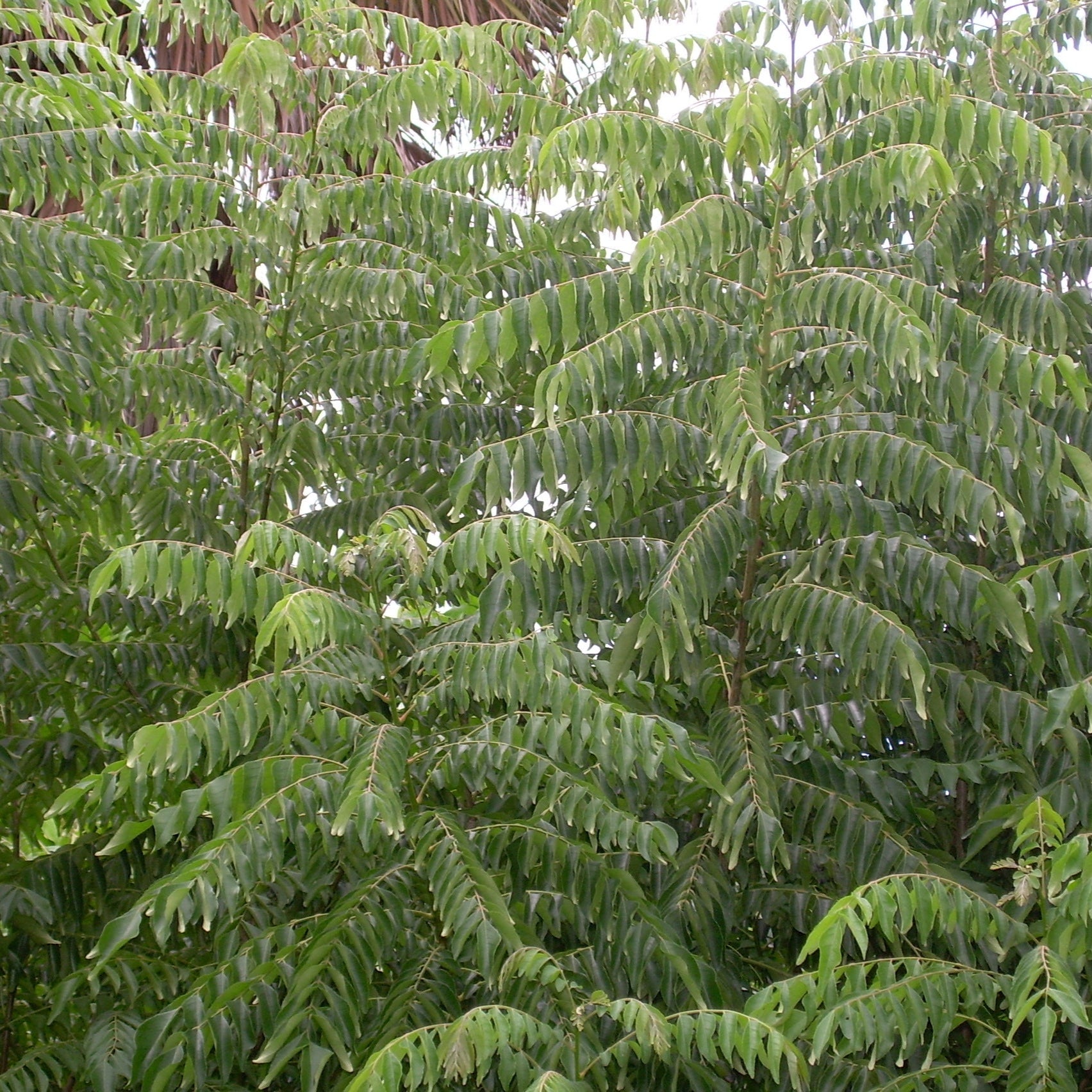 Curry Leaf Plant(Kariveppila) – Wayanadan Touch Garden