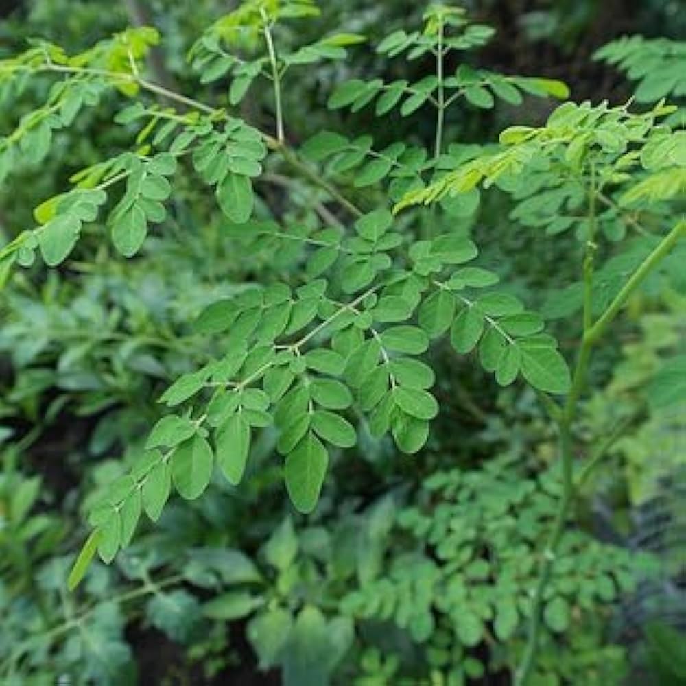 Muringa Plant , Drumstick Tree – Wayanadan Touch Garden