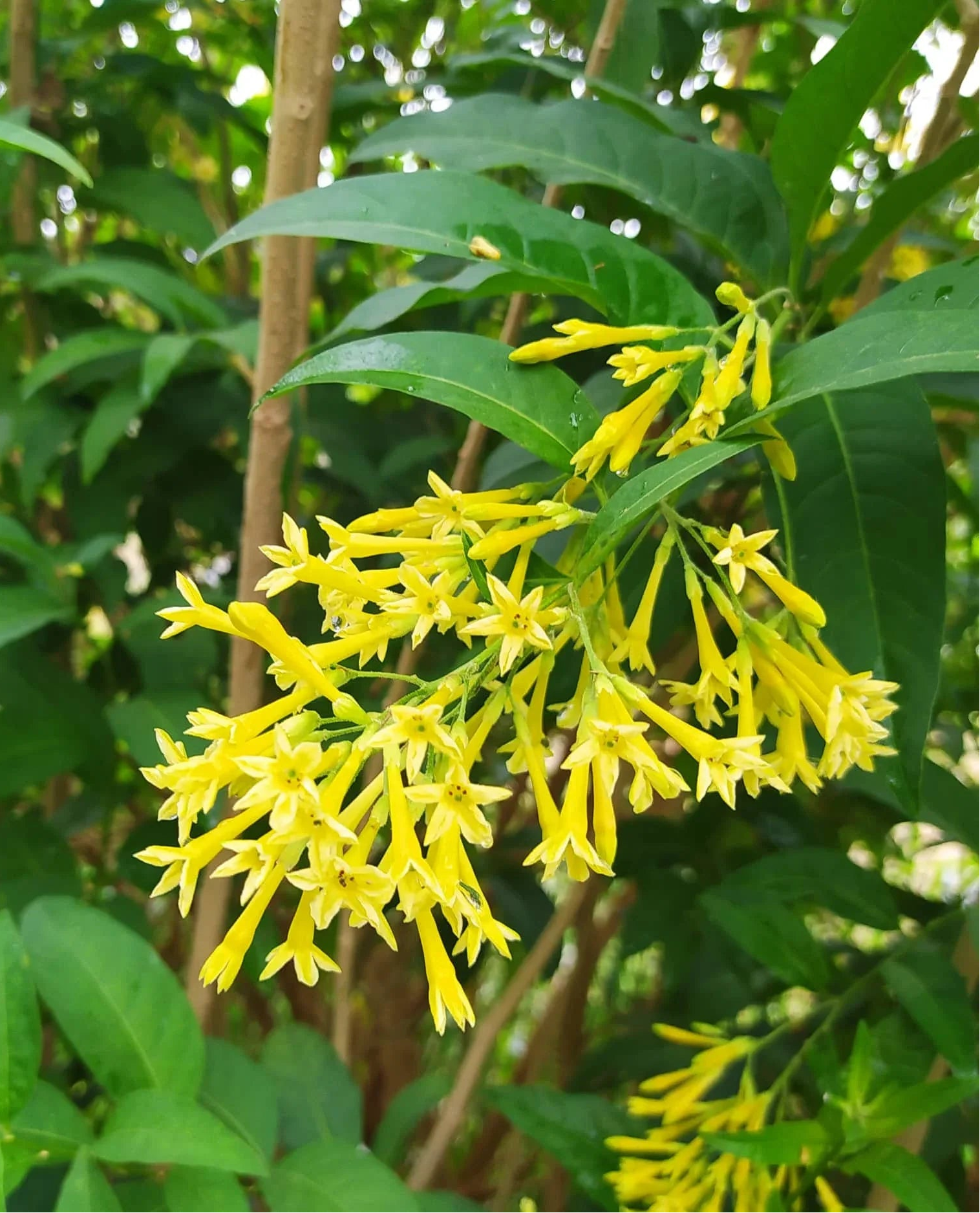 Night Queen Creeper Yellow|Night blooming Jasmine yellow| Raat ki Rani ...