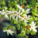 Pavizhamalli(parijat) Fragrant flowering plant – Wayanadan Touch Garden