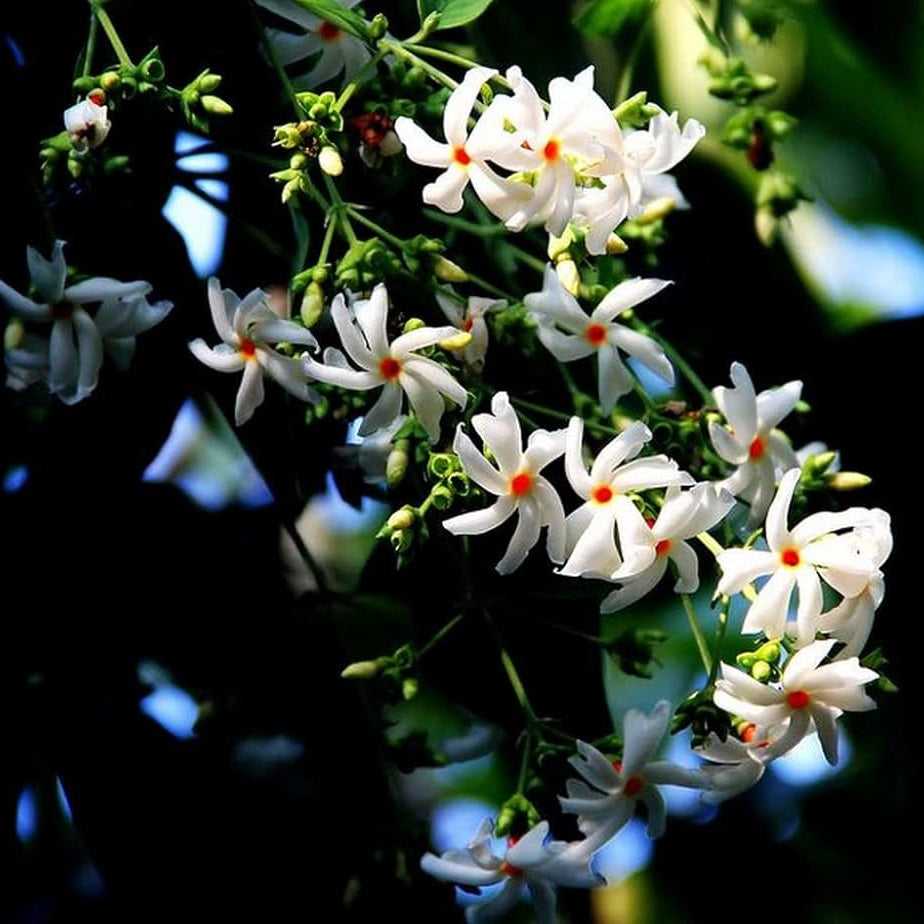 Pavizhamalli(parijat) Fragrant flowering plant – Wayanadan Touch Garden