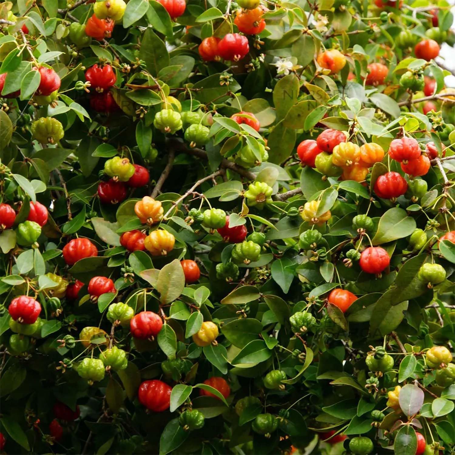 Surinam Cherry Air layering Fruit plant – Wayanadan Touch Garden