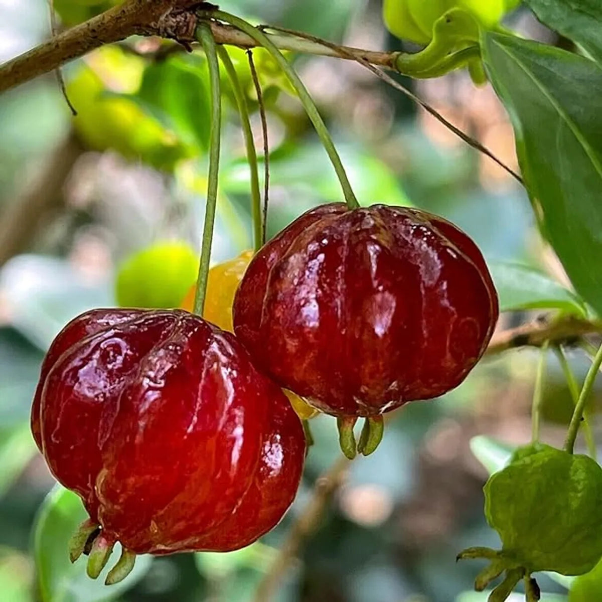 Surinam Cherry Air layering Fruit plant – Wayanadan Touch Garden